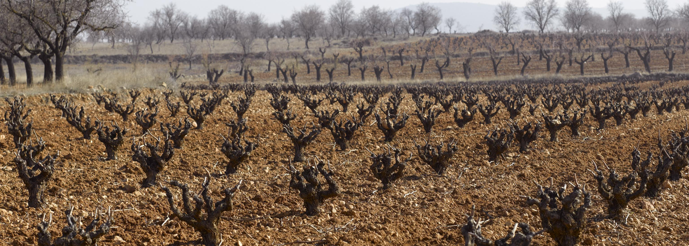 Castilla VdT | Foods and Wines from Spain